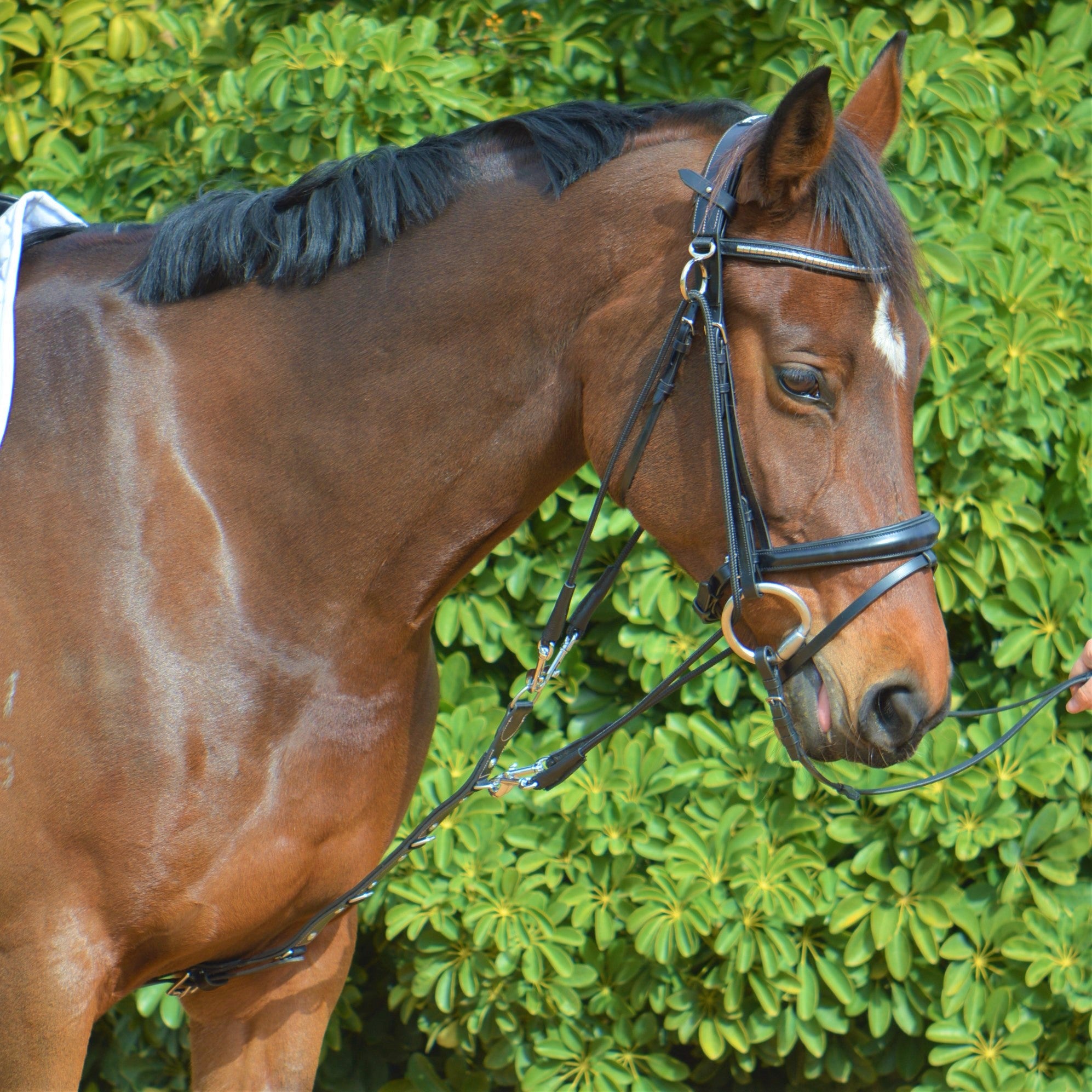 What is the difference between a De Gogue and a Chambon? – Kentaur ...