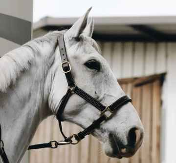 Kentaur Australia | Equestrian Store Online